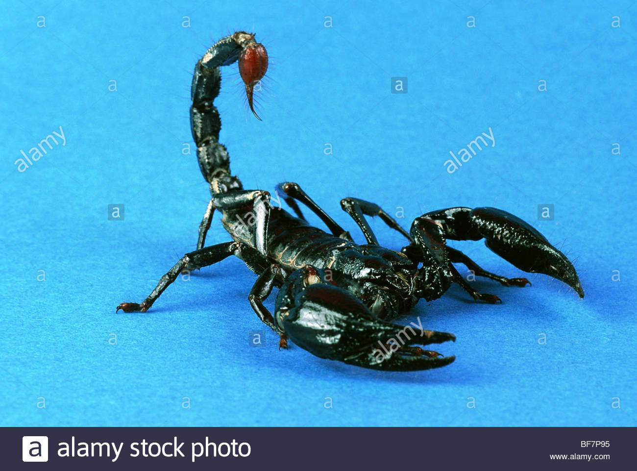 Black Forest Scorpion Stock Photos & Black Forest Scorpion Stock Images ...