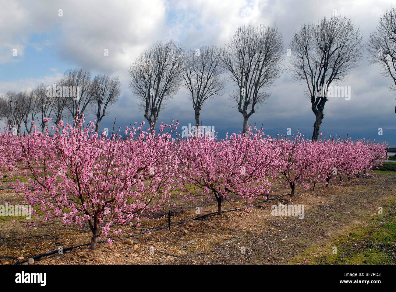 Climate change: Peach trees in bloom in February Stock Photo - Alamy