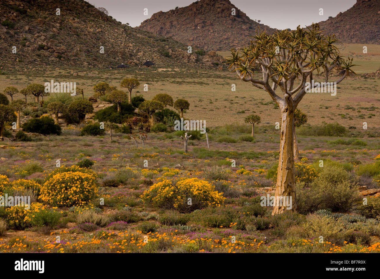 Quiver tree flower hi-res stock photography and images - Alamy