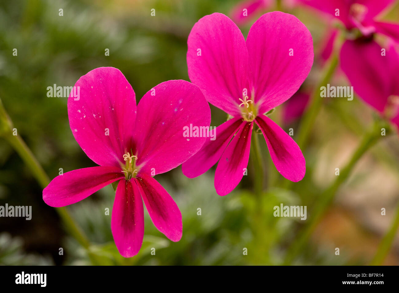 magenta geranium Pelargonium magenteum Stock Photo - Alamy