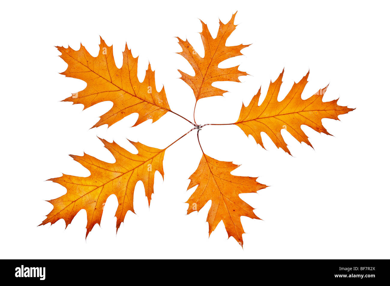 Five autumn leaves, isolated on white background Stock Photo - Alamy