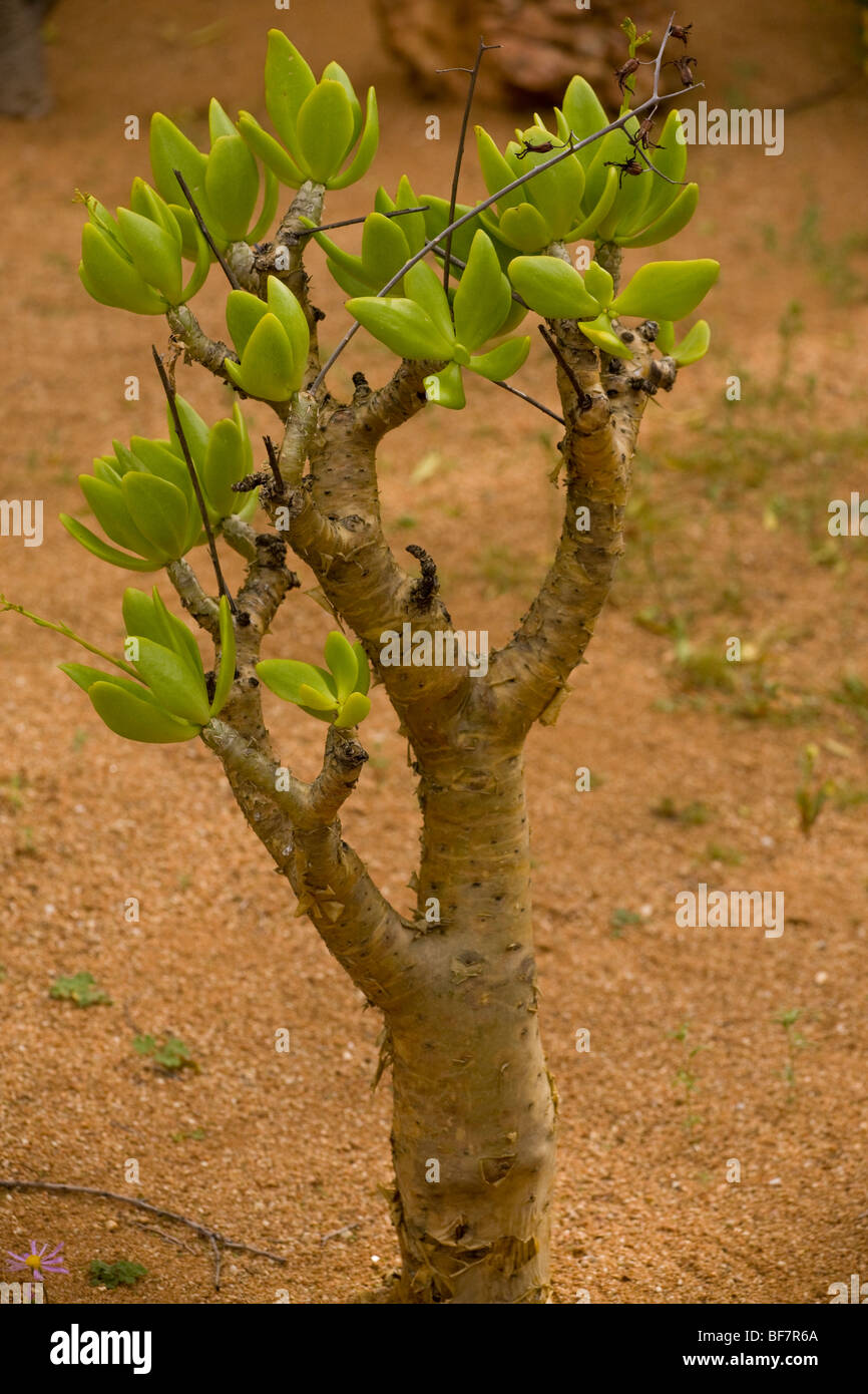 A Botterboom tree Tylecodon paniculatus in the Namaqua desert, South ...