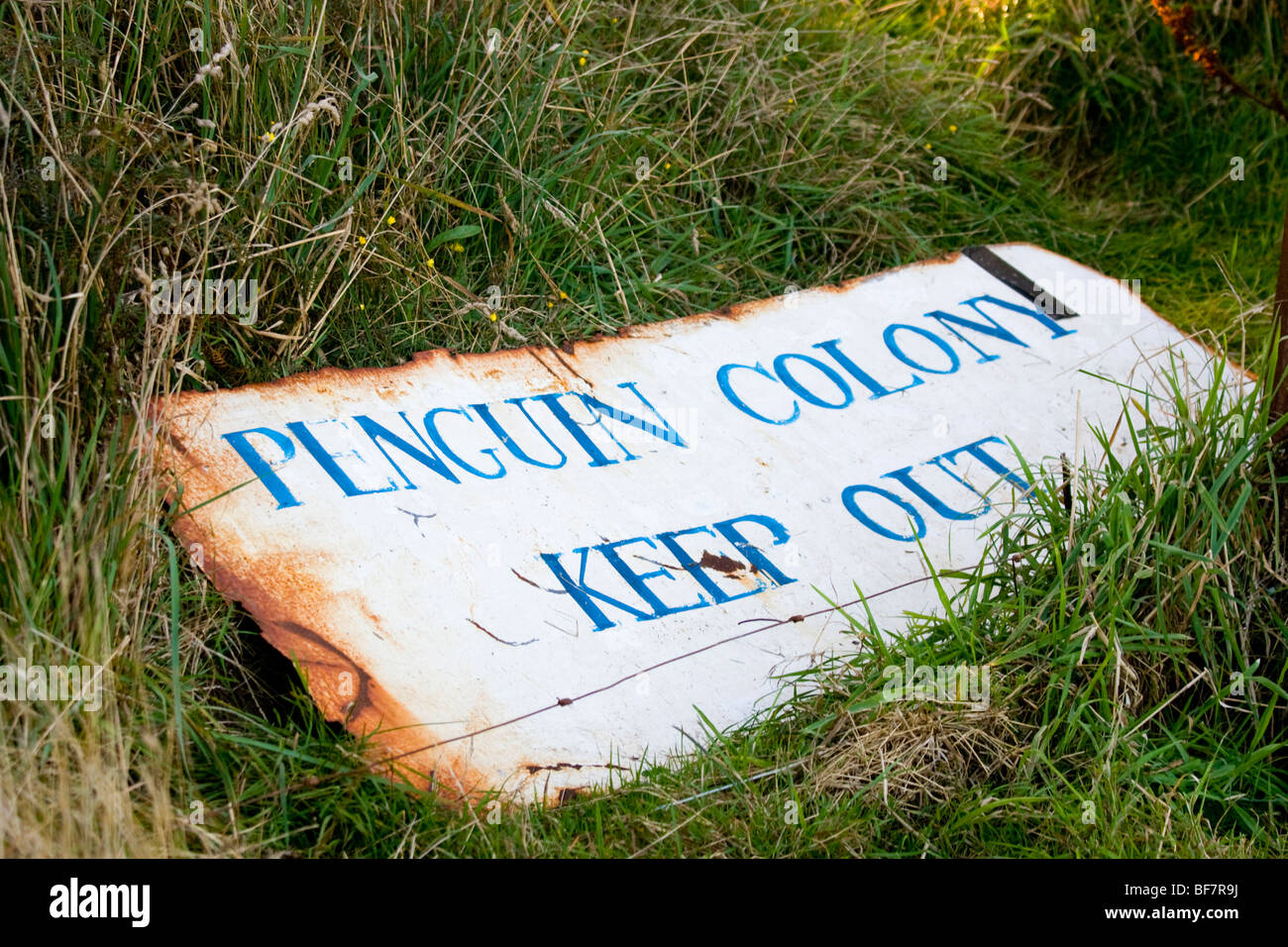 Rusty sign lying in grass with text: 'penguin colony, keep out' Stock ...