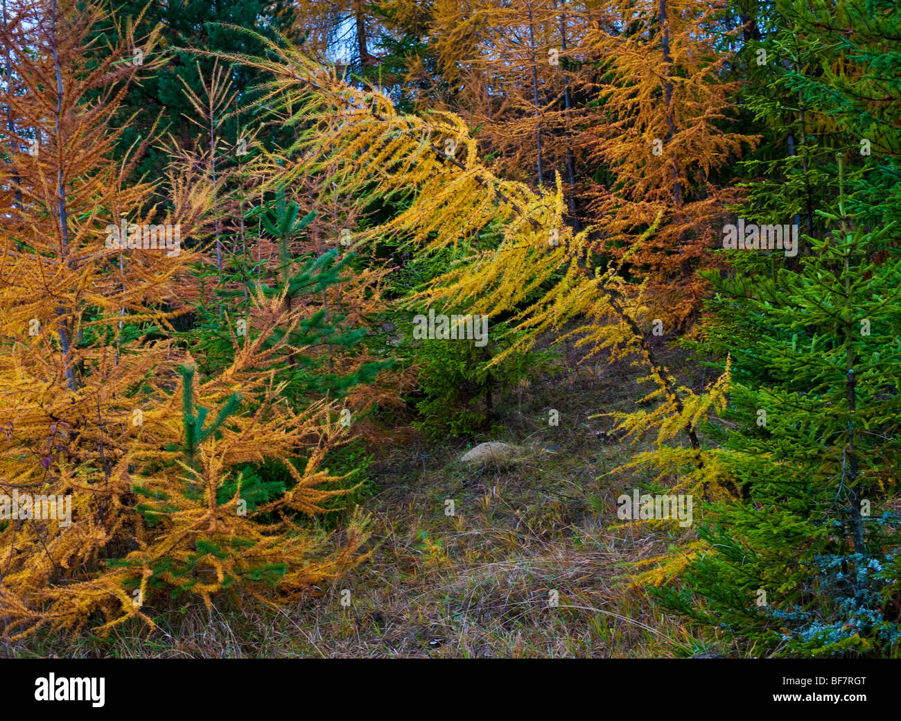 colorful young trees in autumn with one bent in diagonal Stock Photo ...