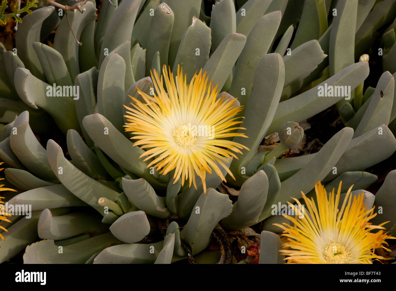 Aizoaceae hi-res stock photography and images - Alamy
