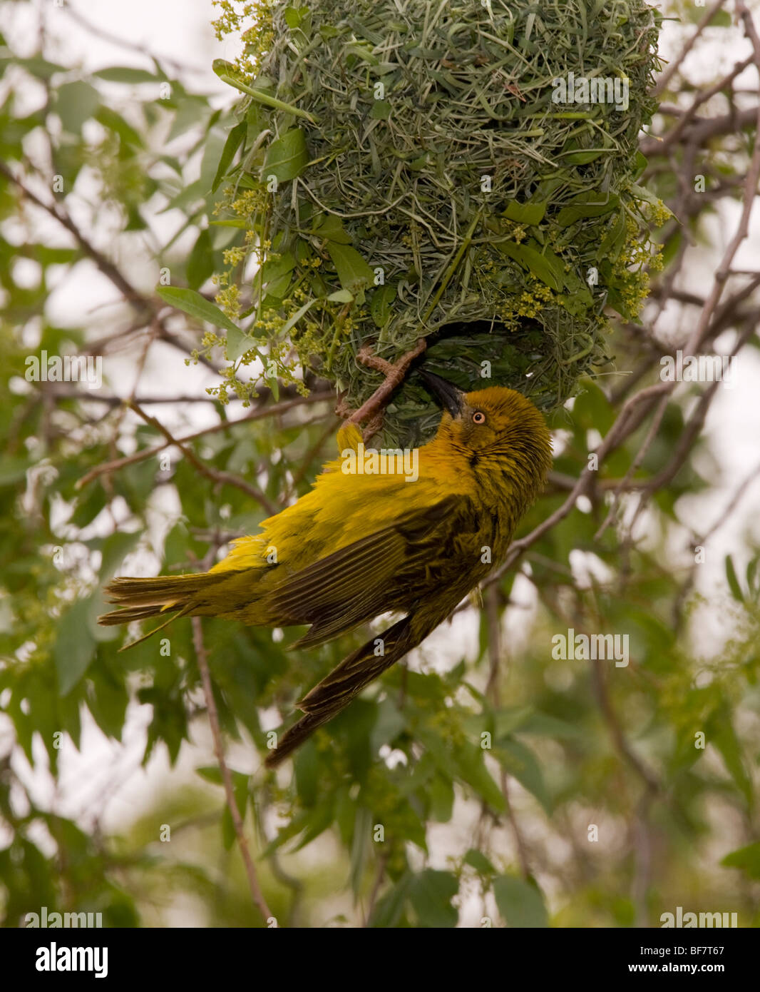 Weaving cape hi-res stock photography and images - Alamy