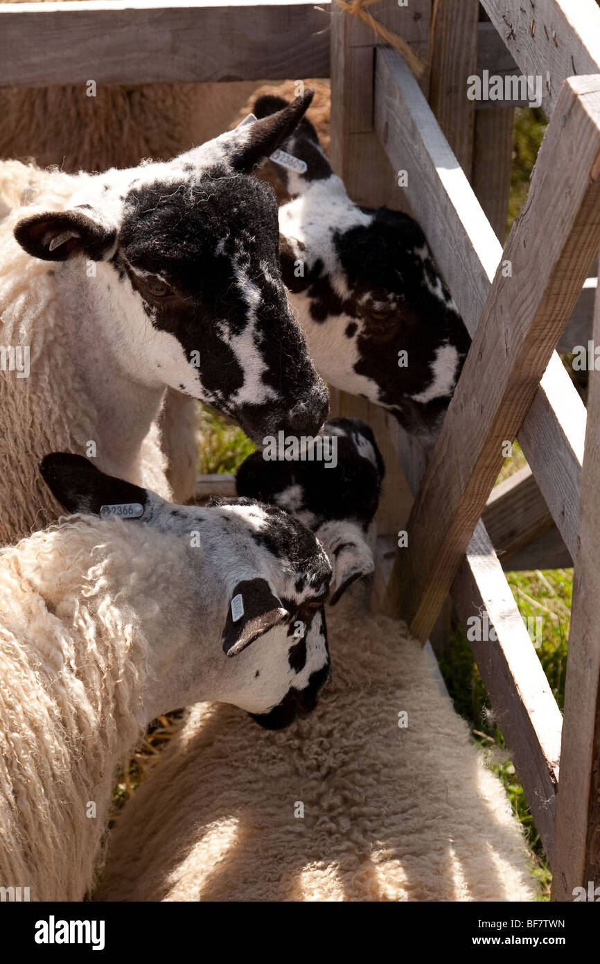 Mule sheep at Carmel show in the southern Lake District Stock Photo - Alamy