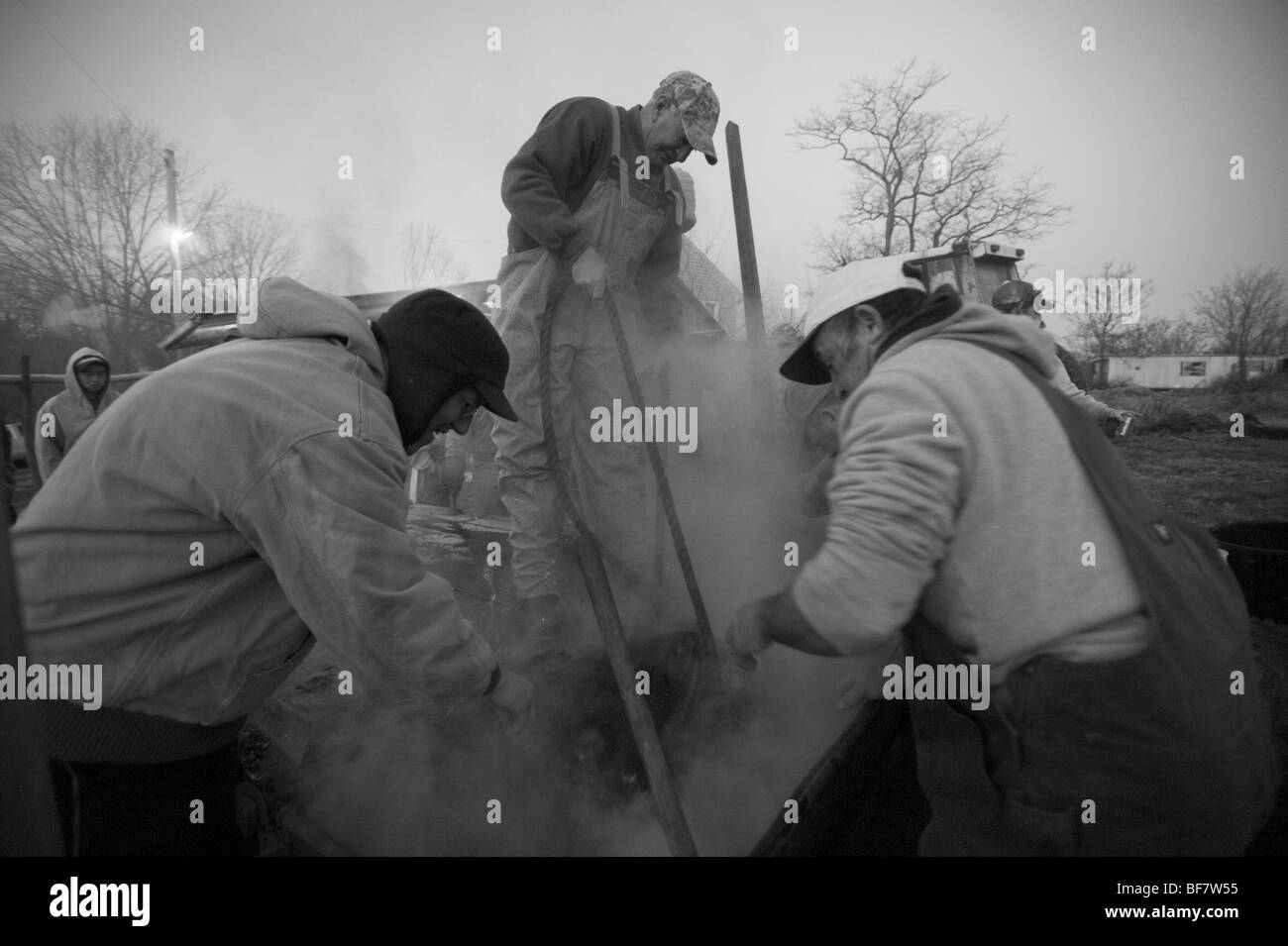 Backyard family hog butchering on farm Stock Photo - Alamy