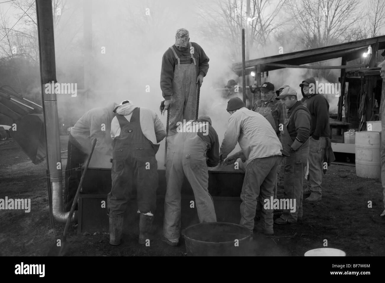 Backyard family hog butchering on farm Stock Photo - Alamy