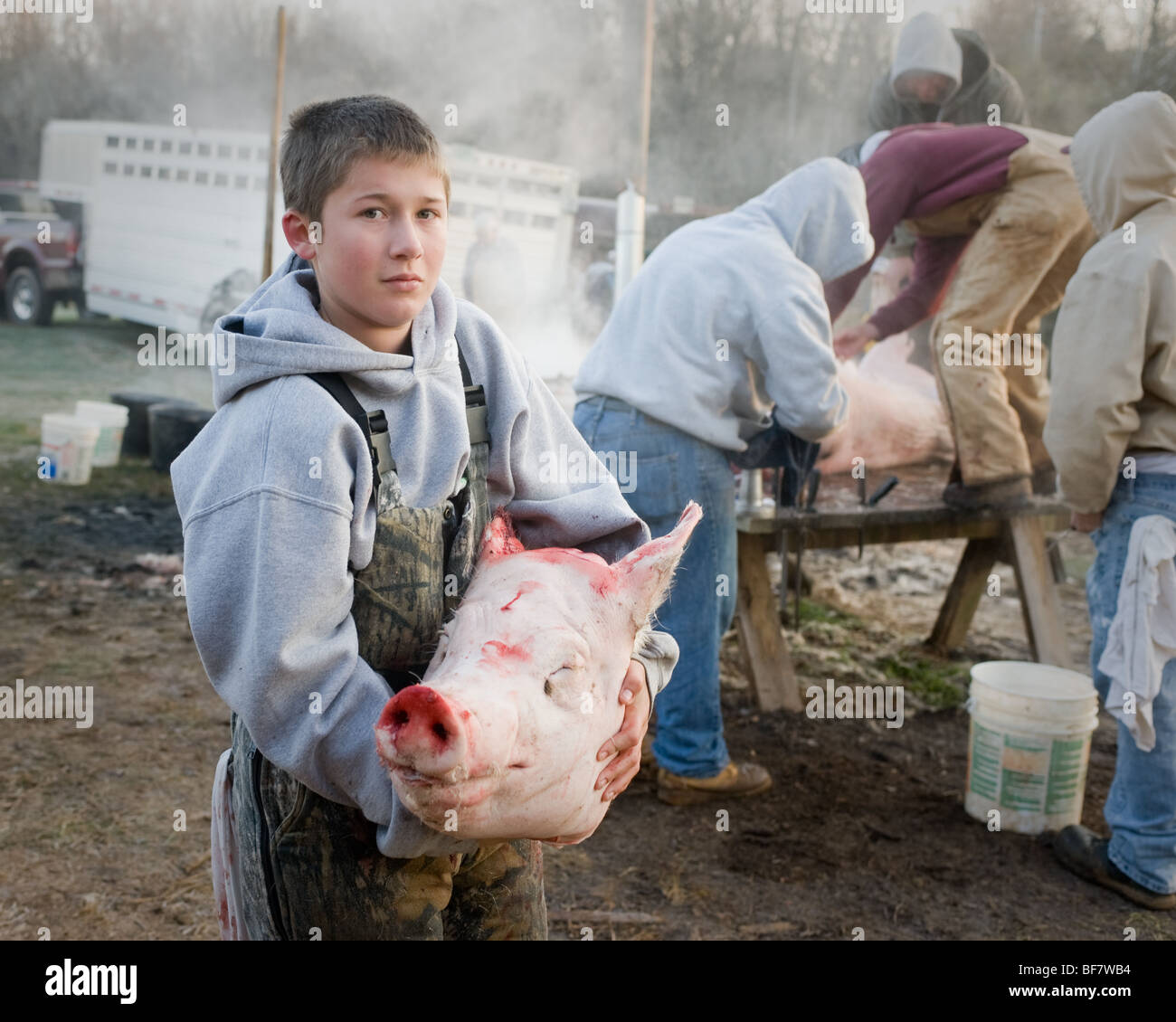 Backyard family hog butchering on farm Stock Photo - Alamy