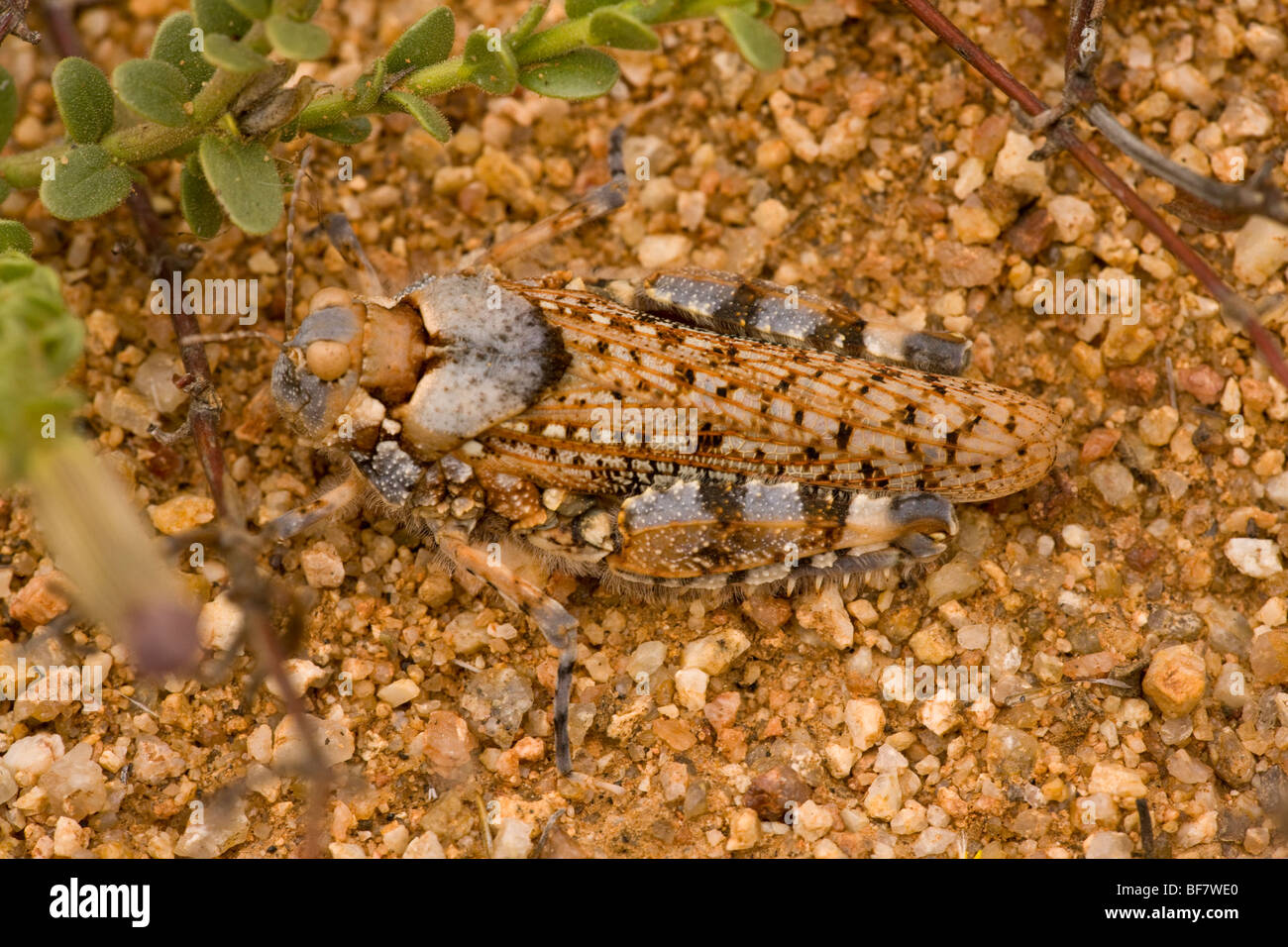 Namaqualand desert grasshopper hi-res stock photography and images - Alamy
