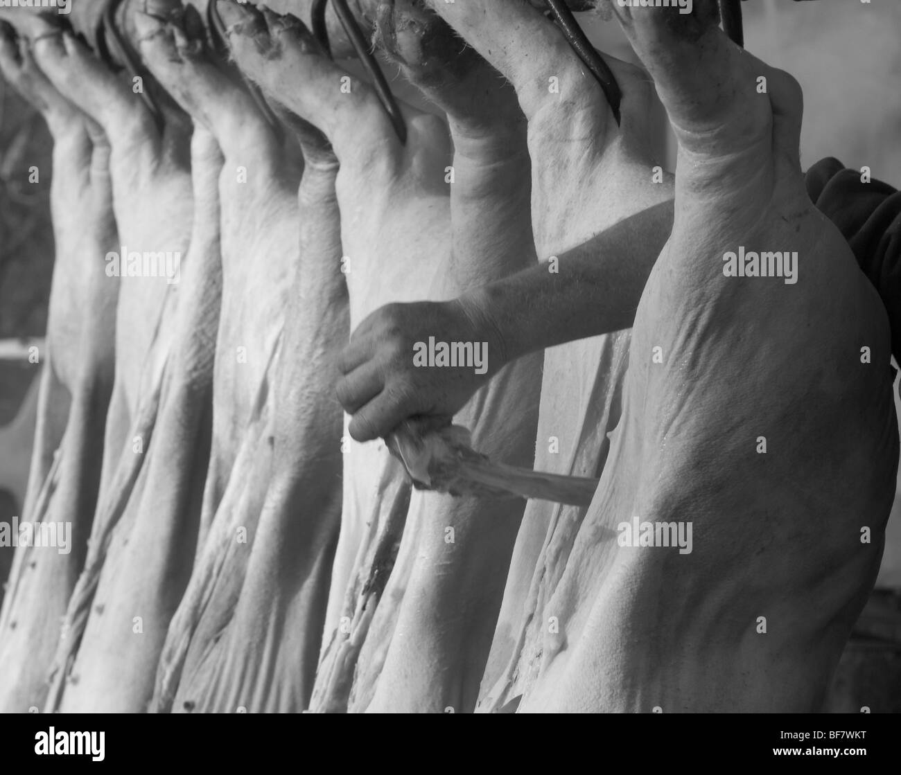 Pig gut Black and White Stock Photos & Images - Alamy