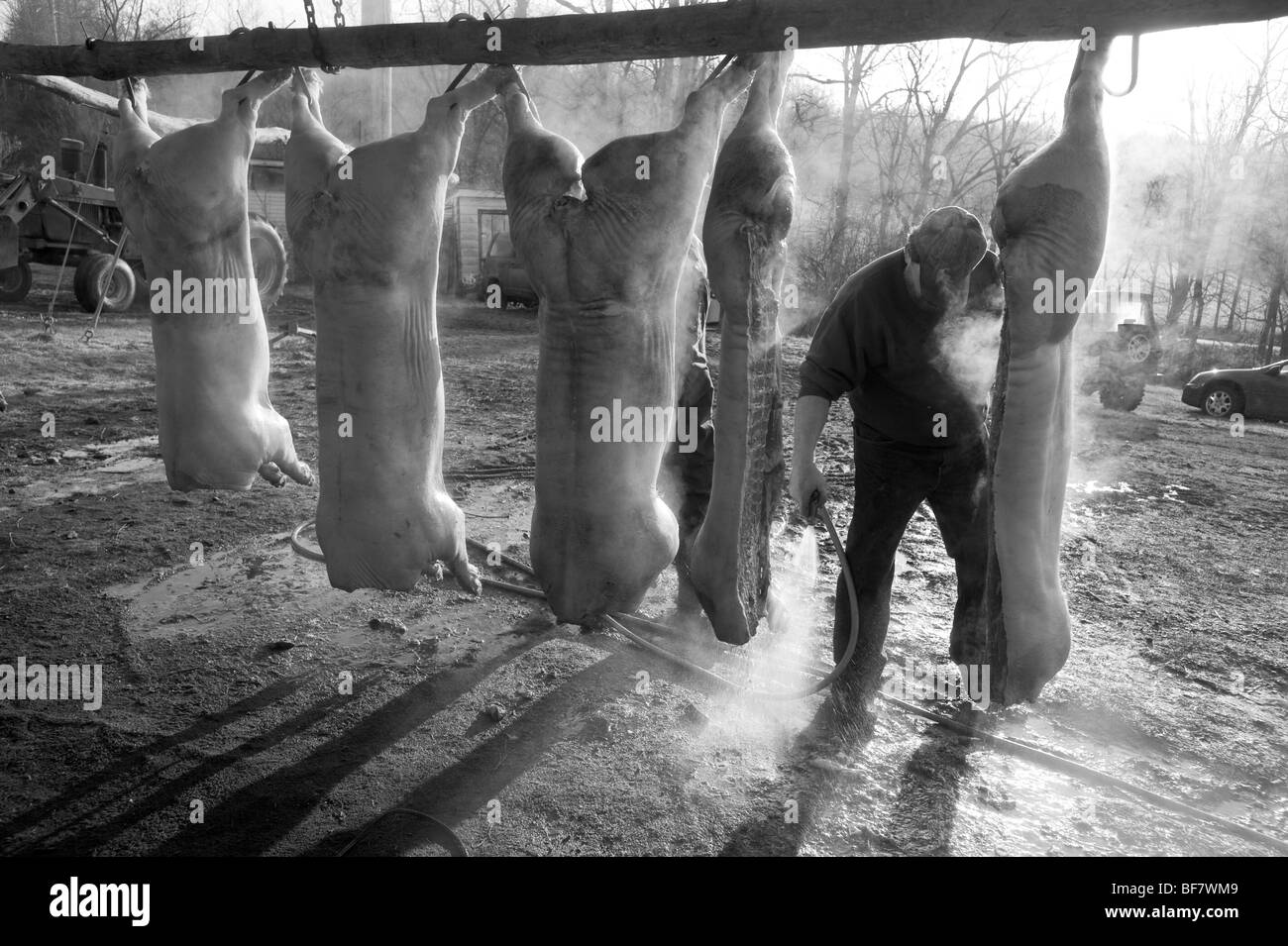 Backyard family hog butchering on farm Stock Photo - Alamy