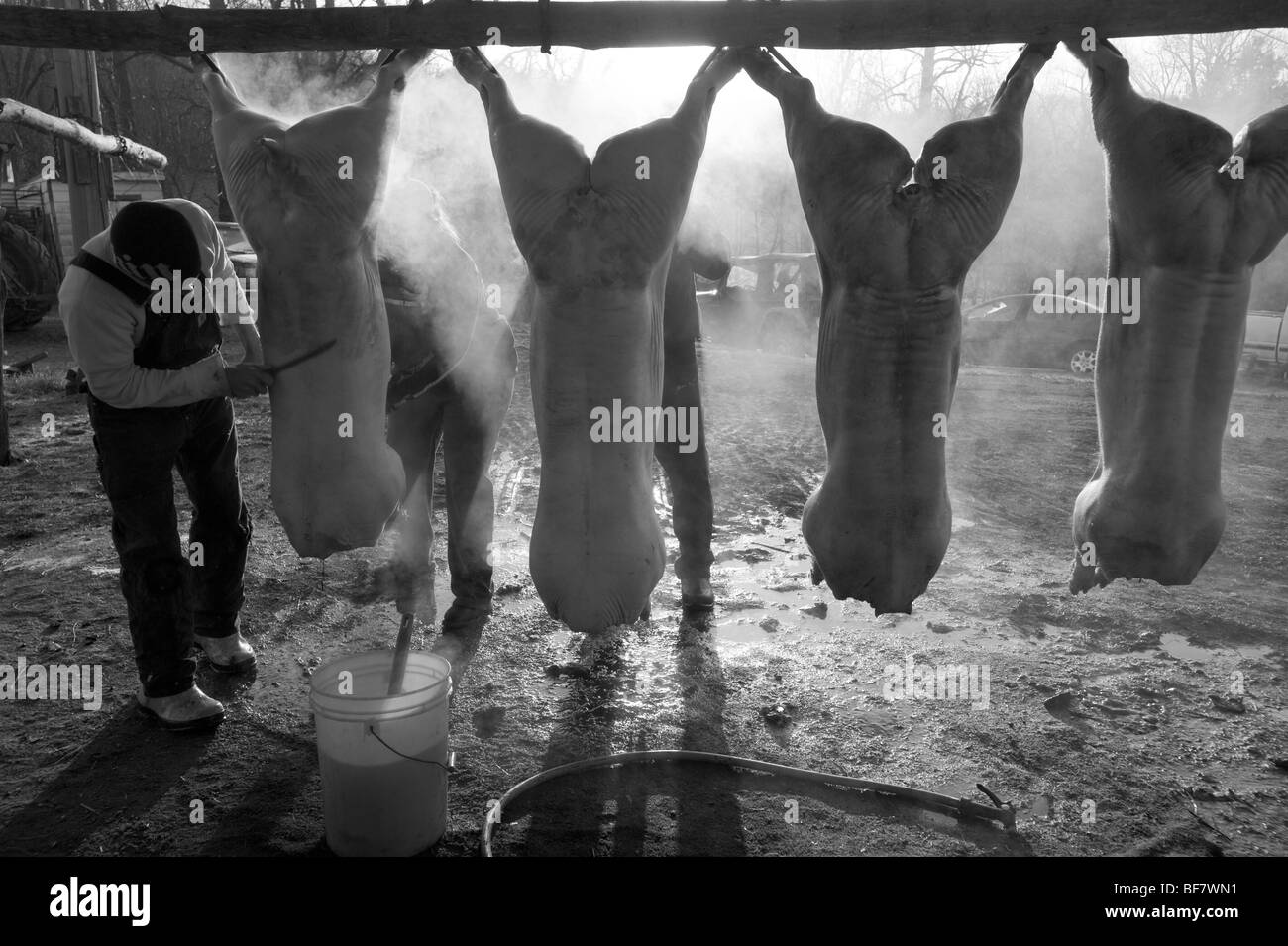 Backyard family hog butchering on farm Stock Photo - Alamy