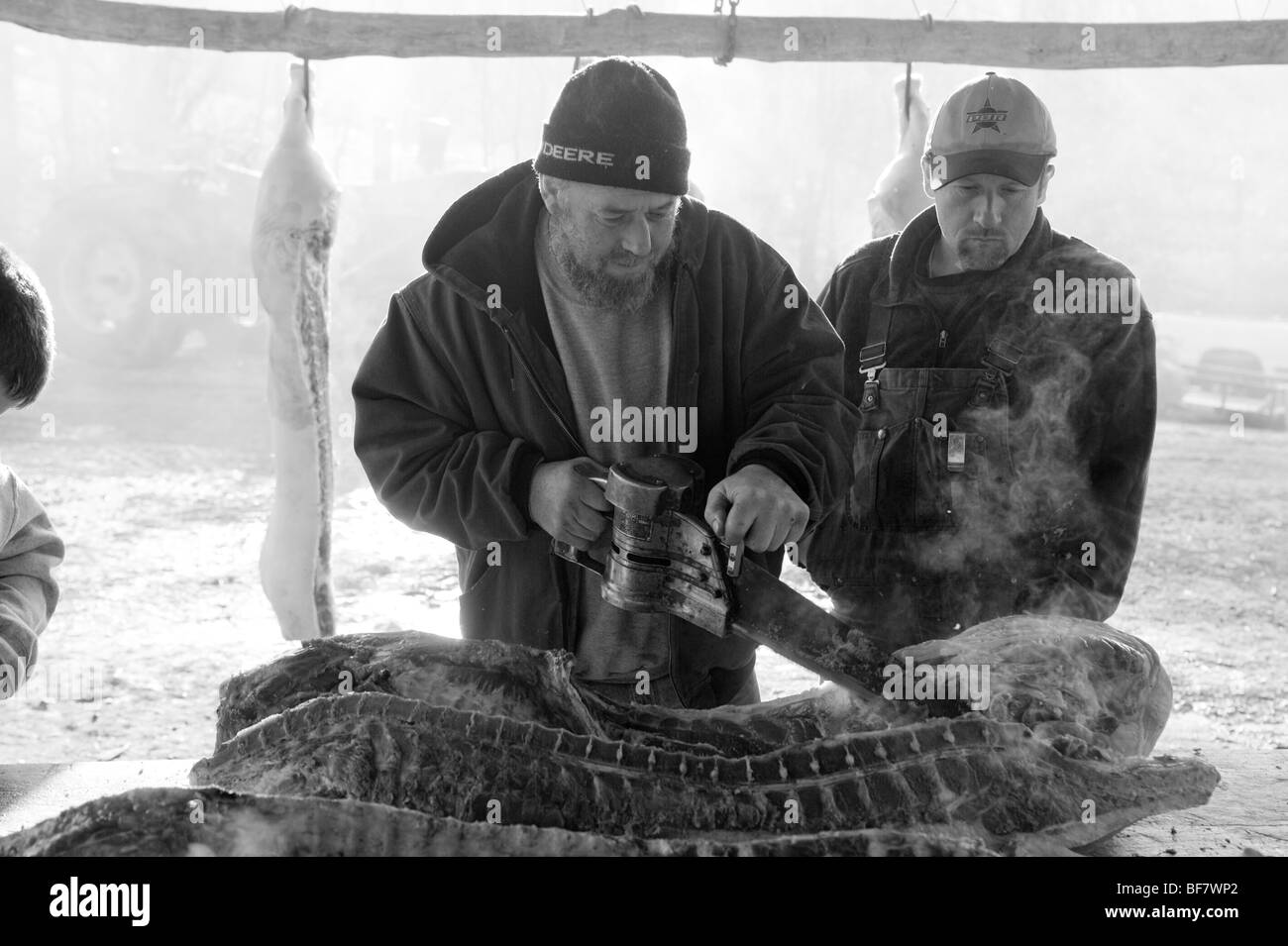 Backyard family hog butchering on farm Stock Photo - Alamy