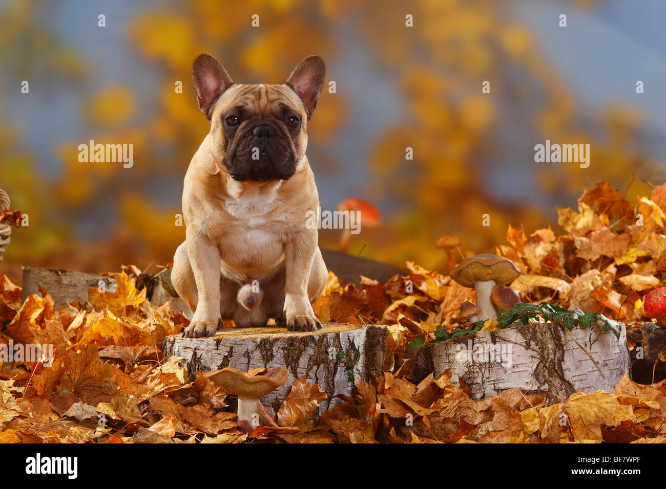 French Bulldog / autumn foliage Stock Photo - Alamy