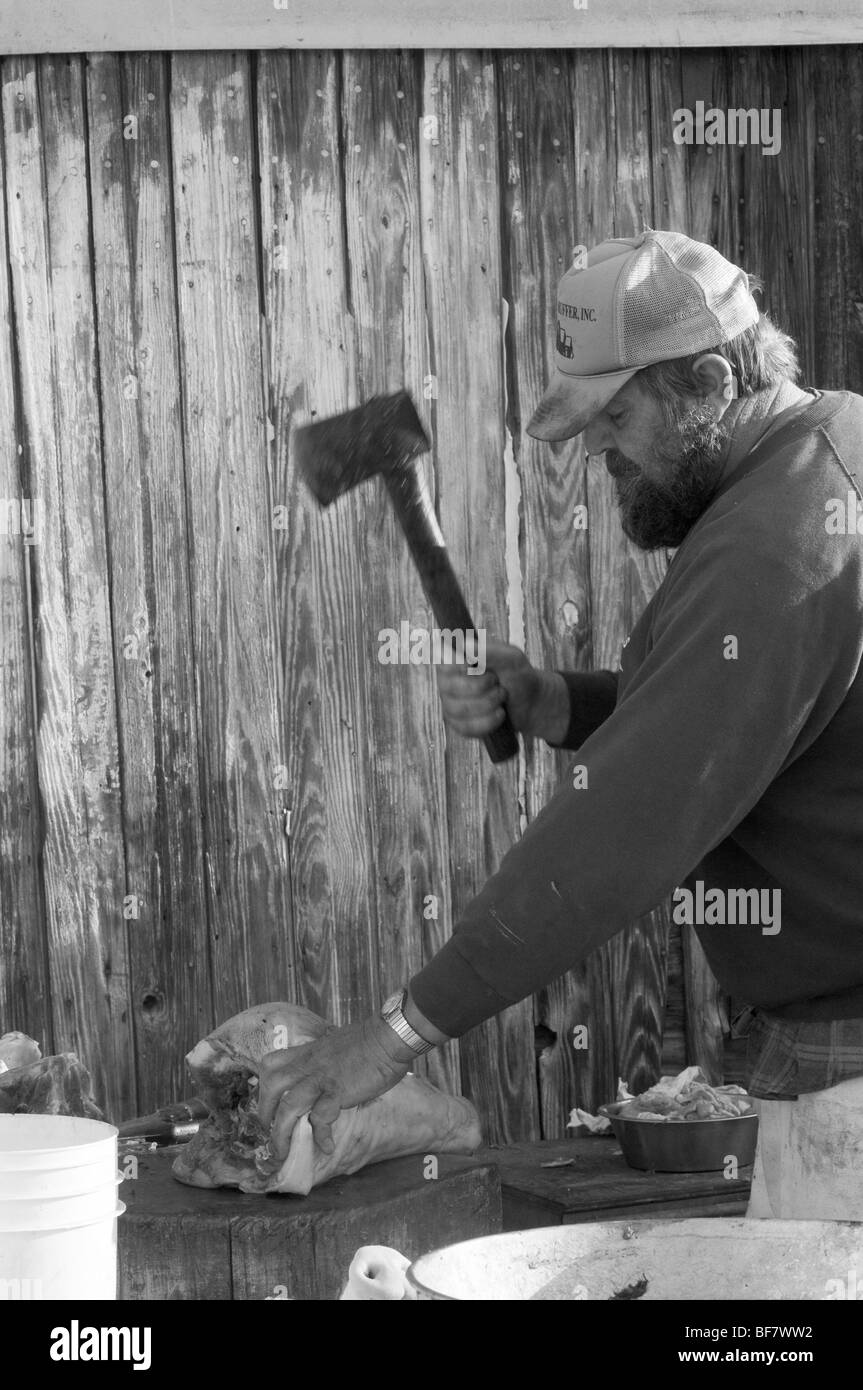 Backyard family hog butchering on farm Stock Photo - Alamy