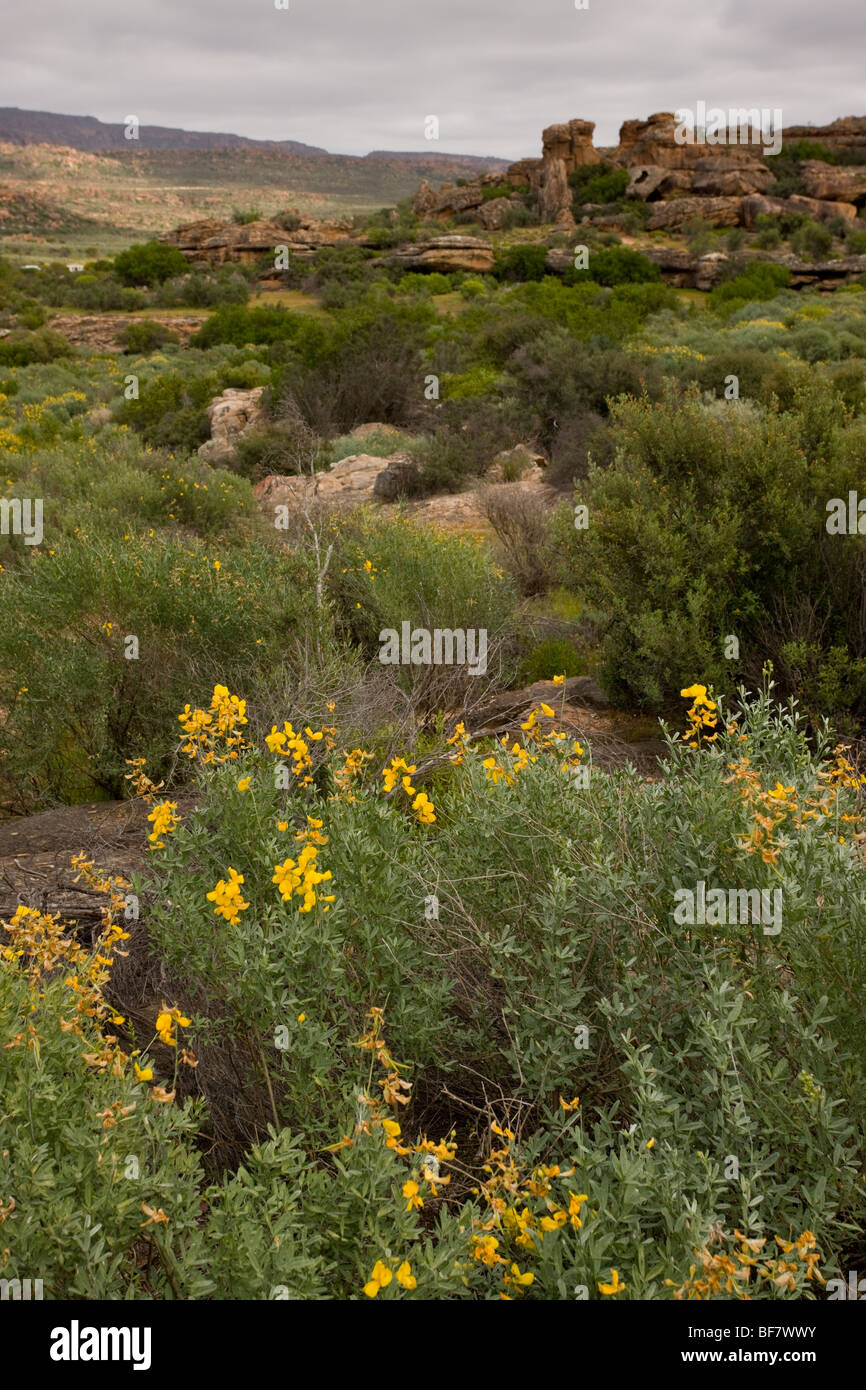A shrubby legume, Lebeckia cytisoides, in the Cederberg Mountains ...
