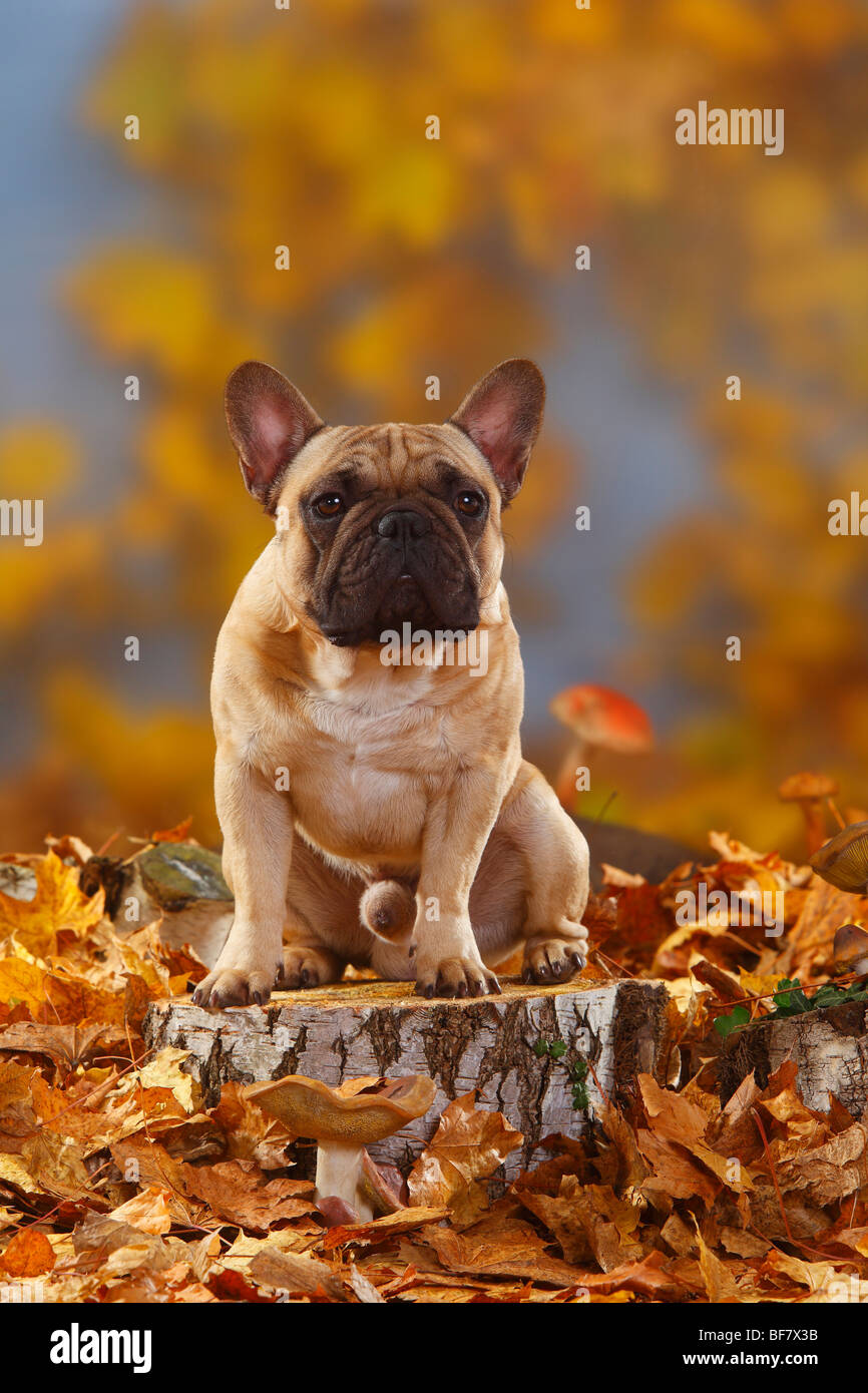 Bulldog fall hi-res stock photography and images - Alamy