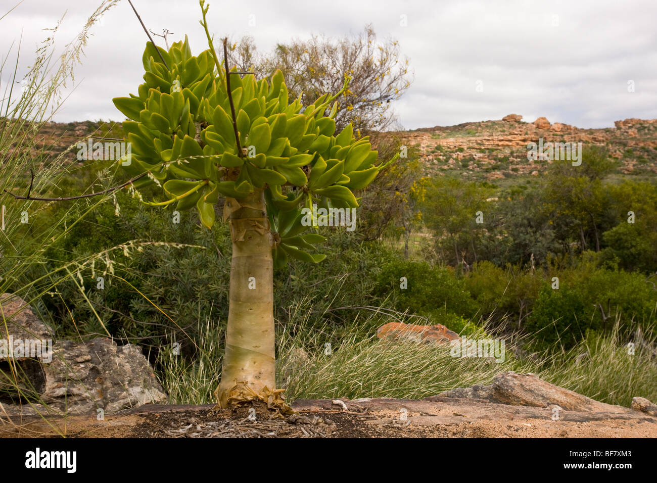 Botterboom trees Tylecodon paniculatus in the Cederberg Mountains ...