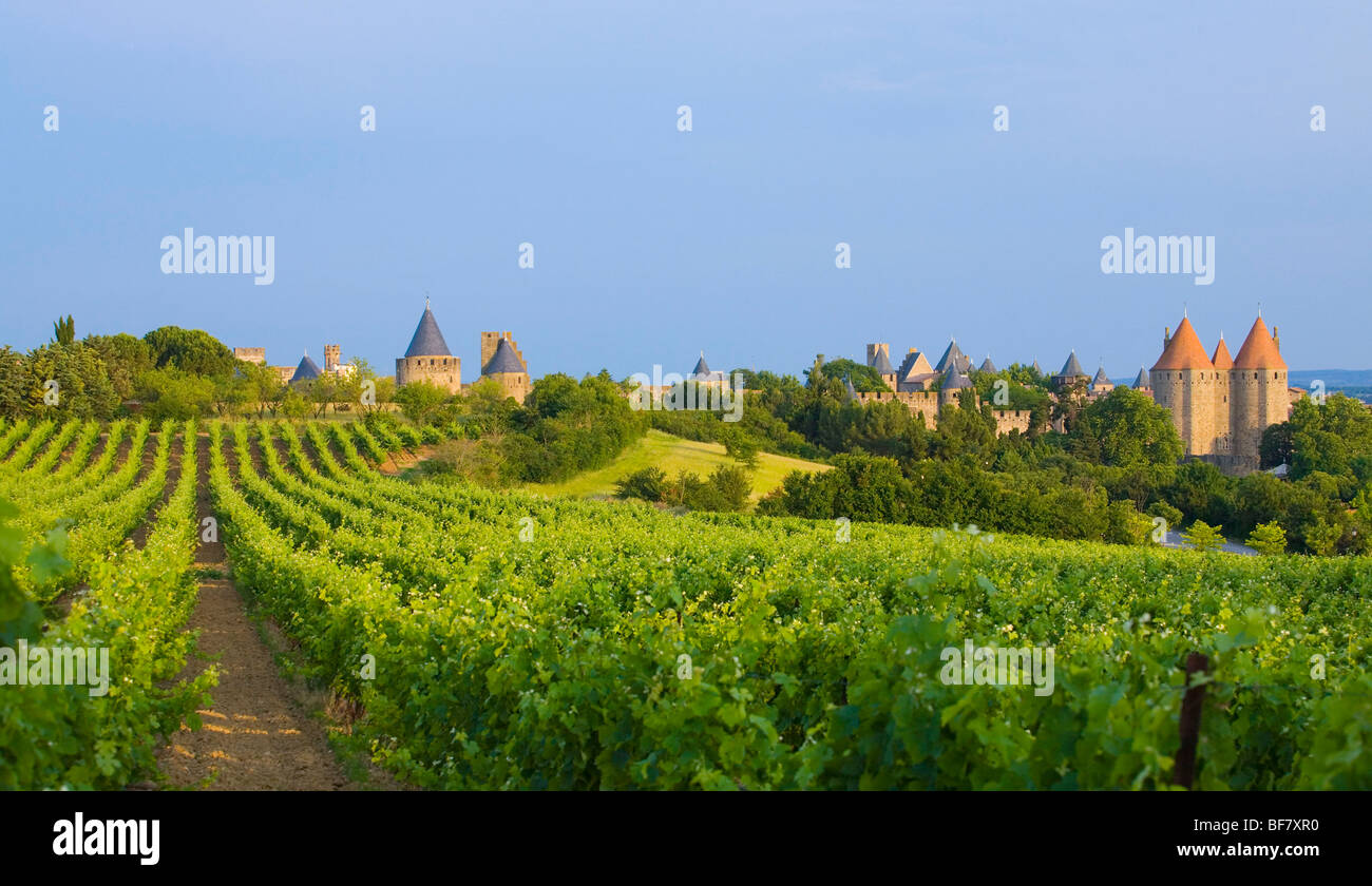 Carcassonne (11) Citadel and vines Stock Photo - Alamy