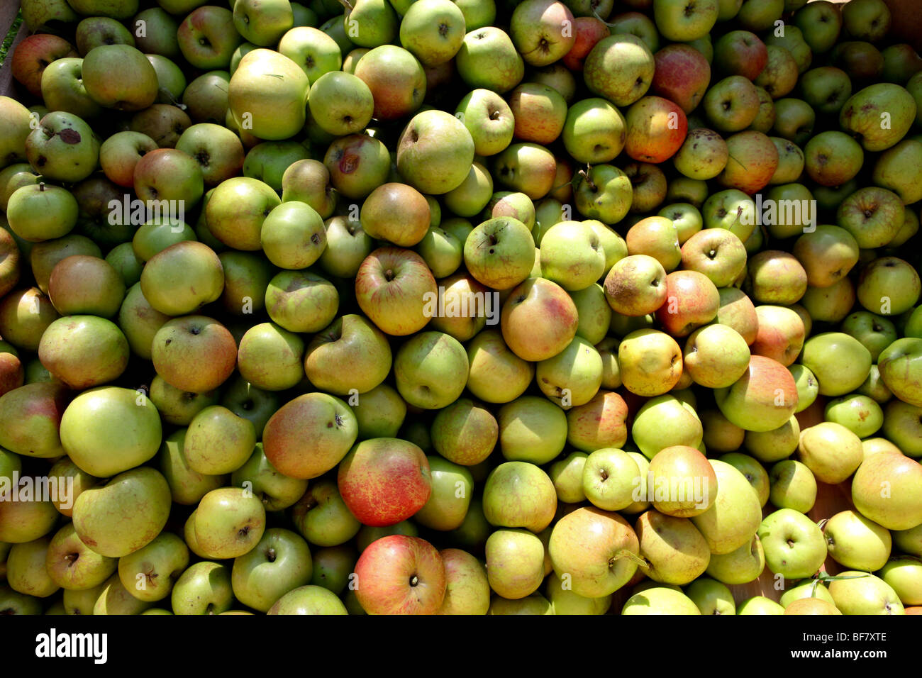 a lot of apples Stock Photo - Alamy