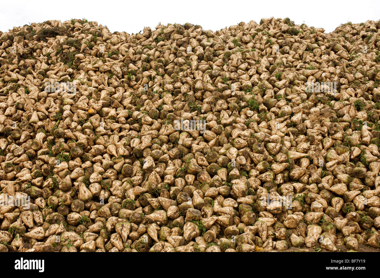 Pile of sugar beet hi-res stock photography and images - Alamy