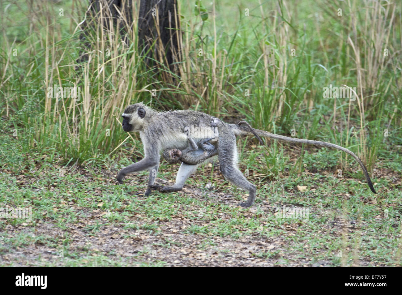 Black faced monkey hi-res stock photography and images - Alamy