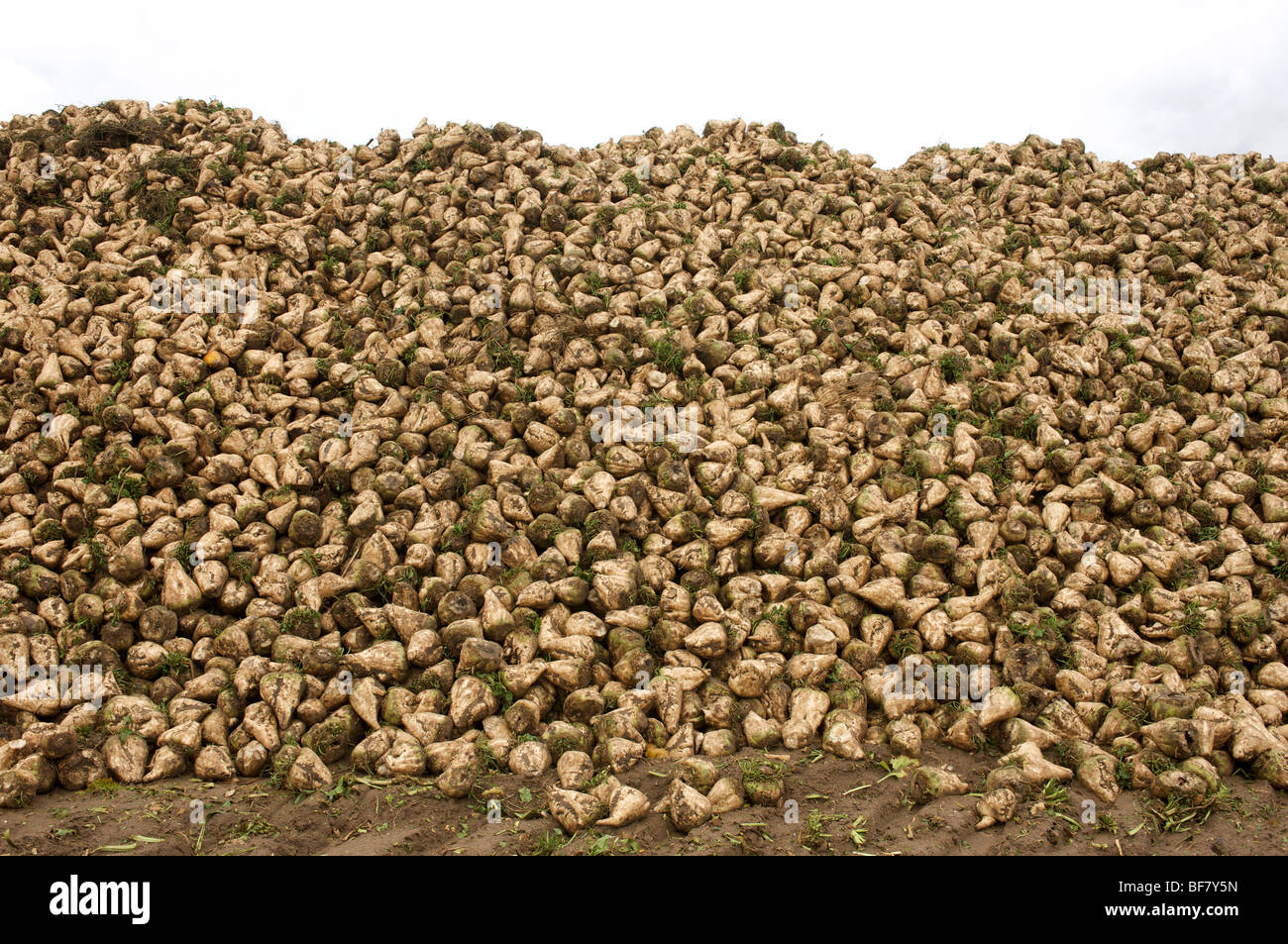 Beet pile hi-res stock photography and images - Alamy