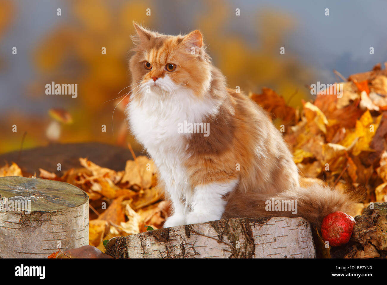 British Longhair Cat, cinnamon-tortie-white / Highlander, Lowlander ...