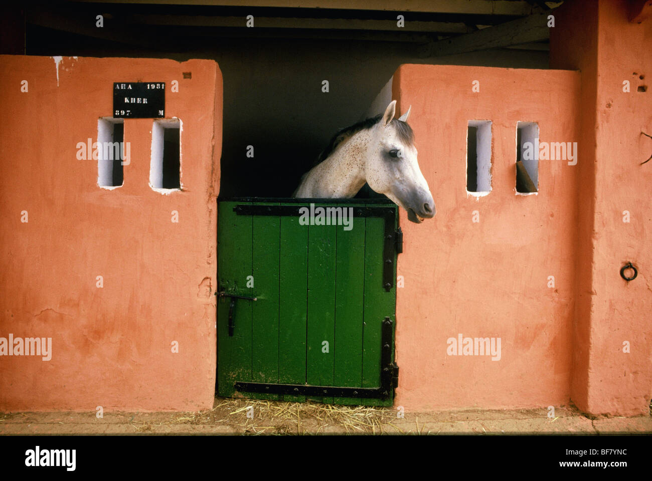 Arabic thoroughbred horse Stock Photo - Alamy