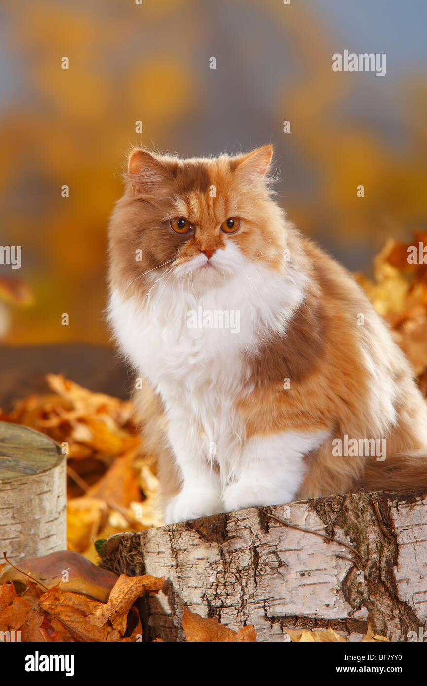 British Longhair Cat, cinnamon-tortie-white / Highlander, Lowlander ...