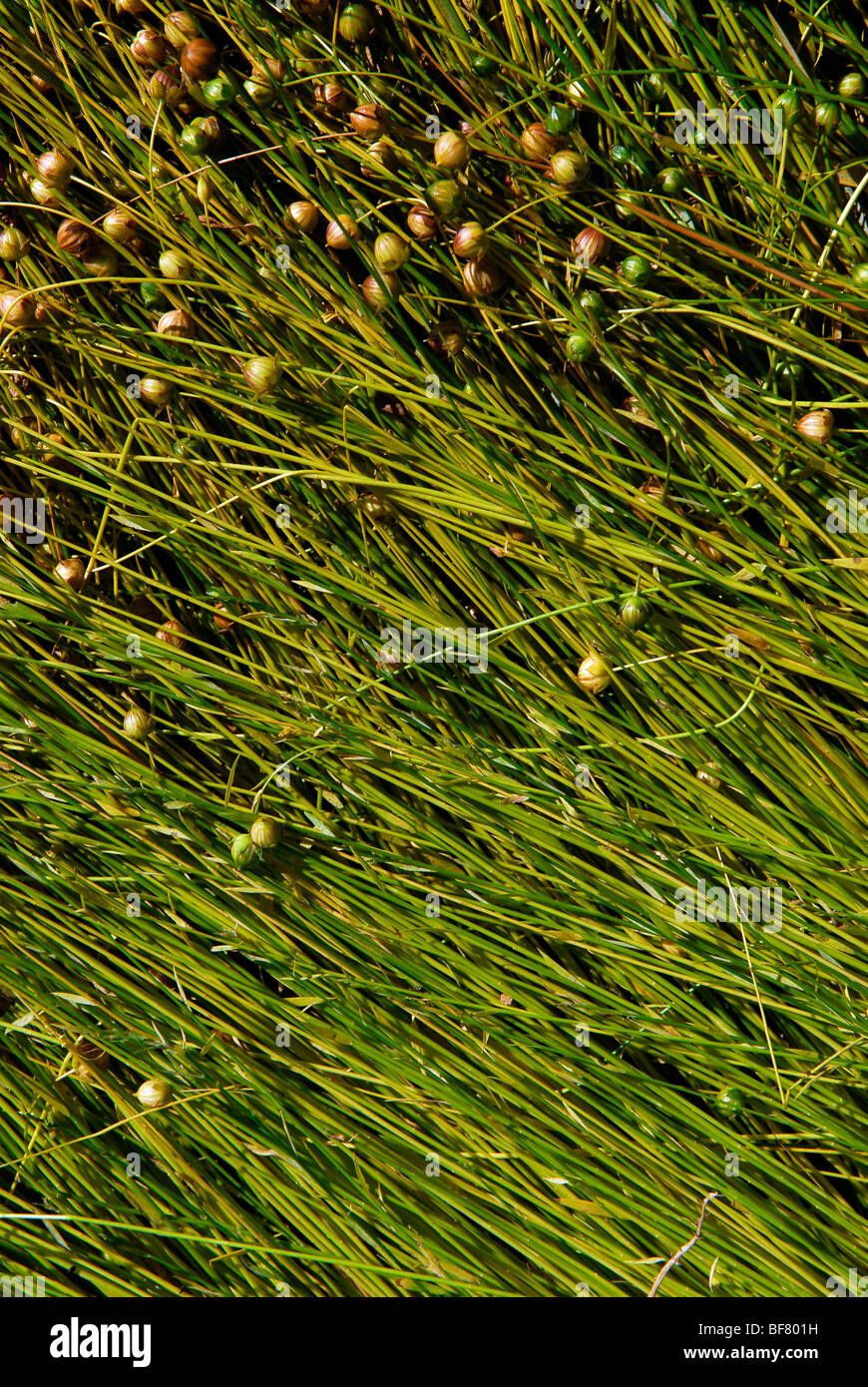 Flax field harvest hi-res stock photography and images - Alamy