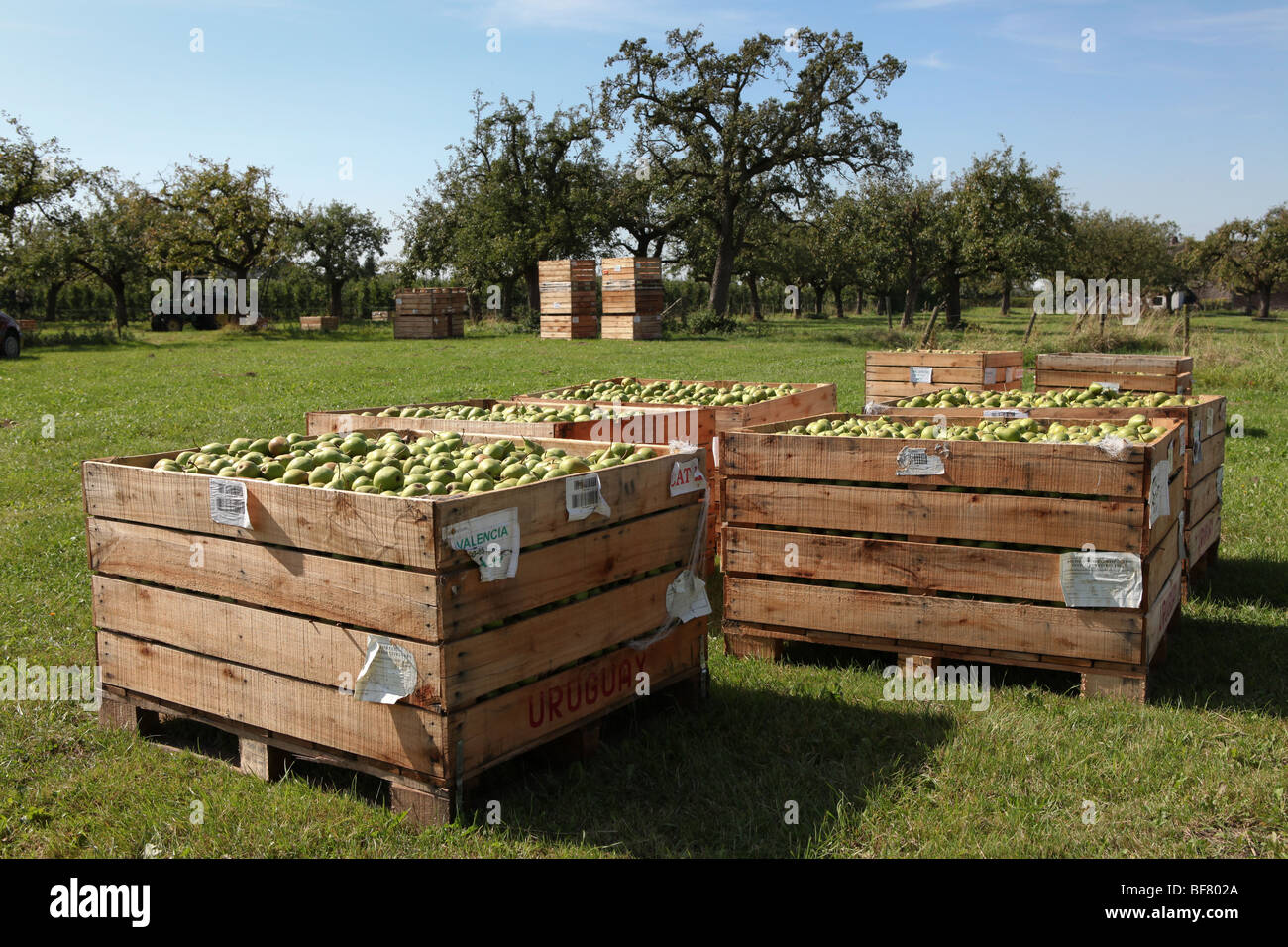 Orchard boxes apples hi-res stock photography and images - Alamy