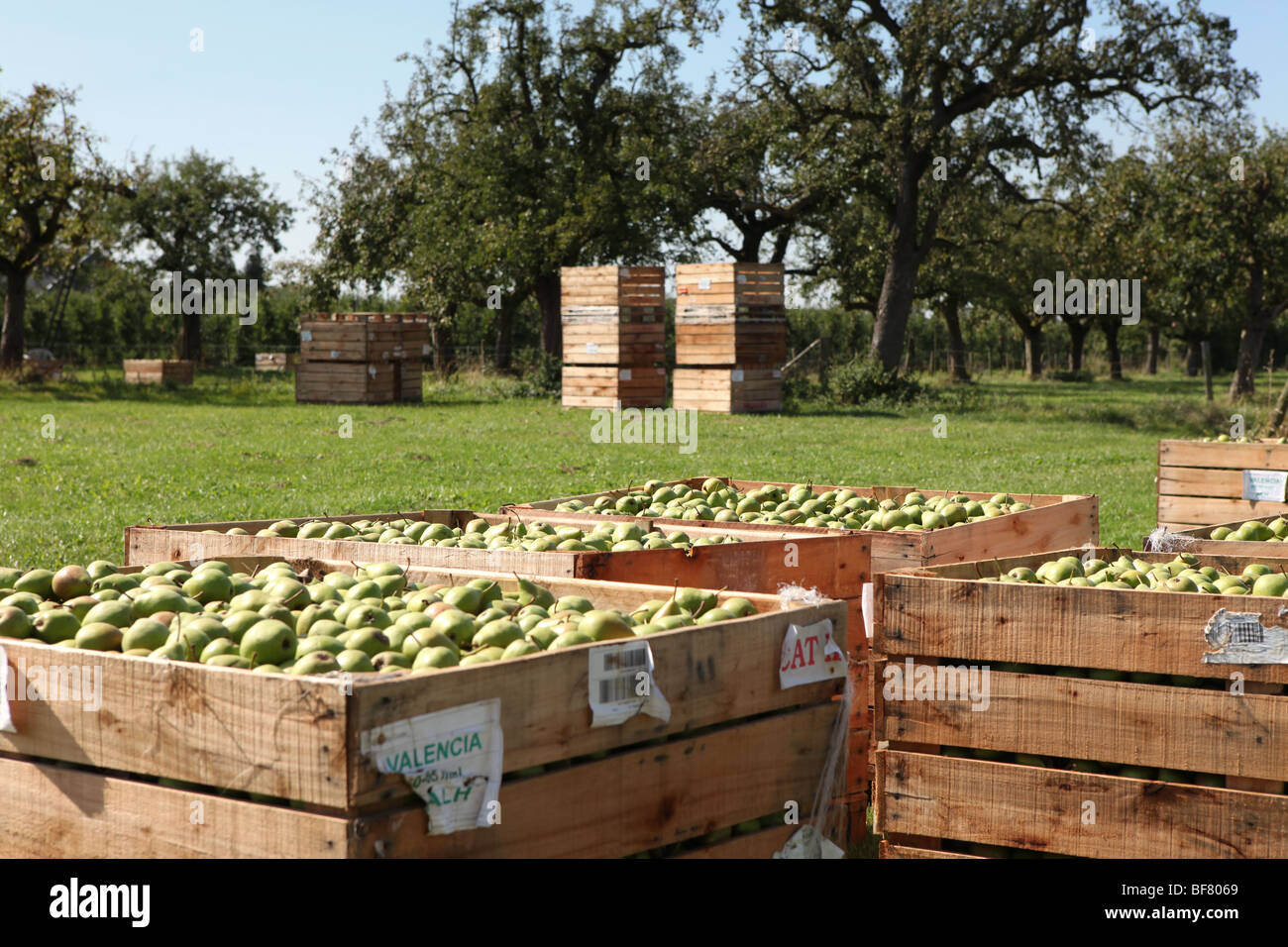 orchard and boxes with apples Stock Photo - Alamy