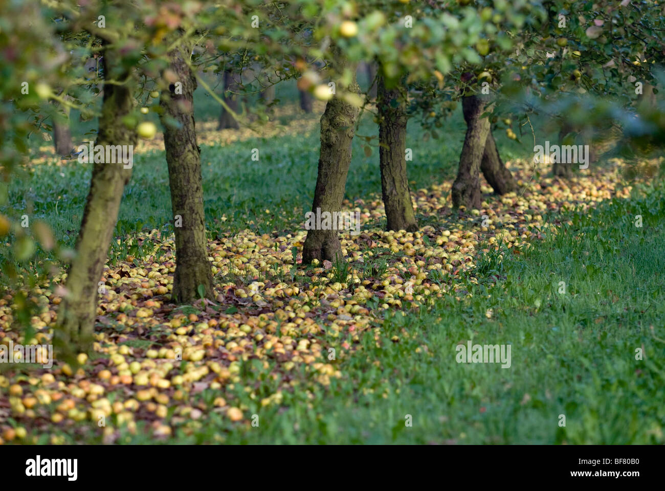 Cider making : apple tree orchard Stock Photo - Alamy