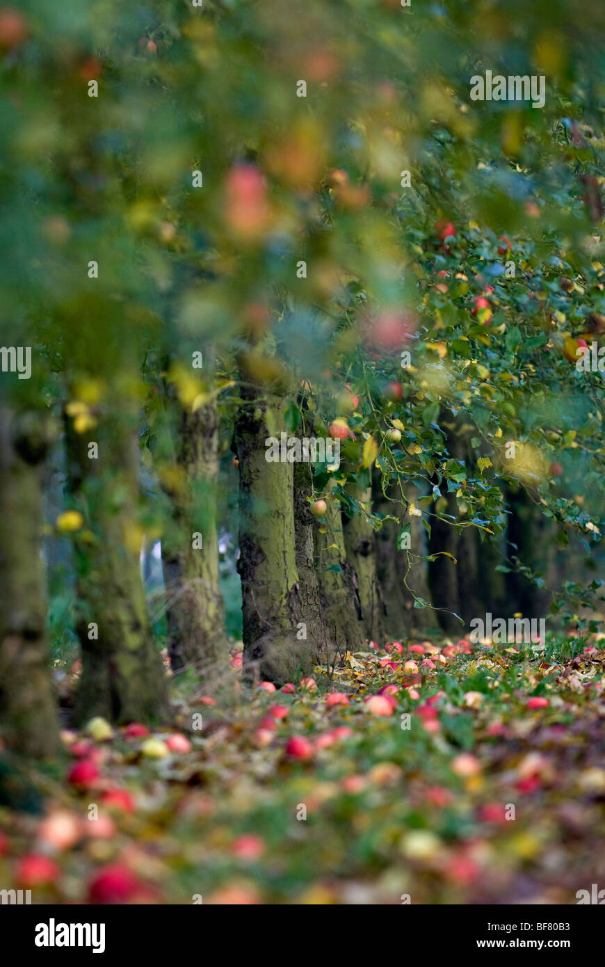 Cider making : apple tree orchard Stock Photo - Alamy