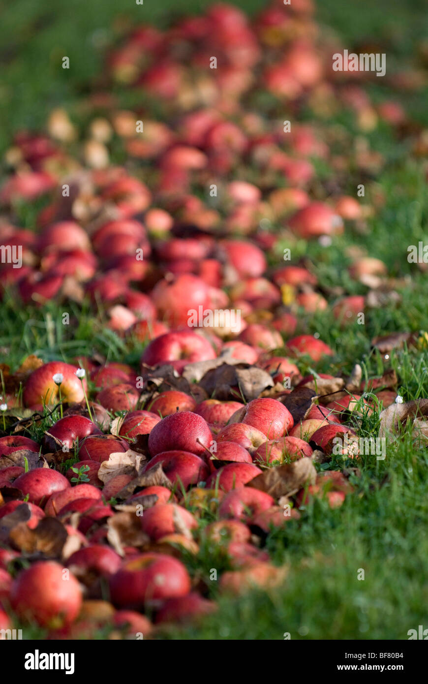 Cider making : apple tree orchard Stock Photo - Alamy