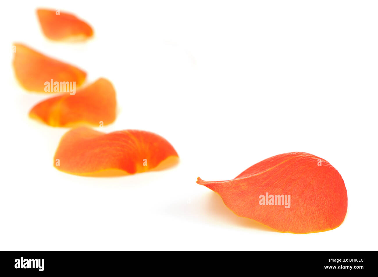 Petals of roses in a row. It is isolated on a white background Stock ...