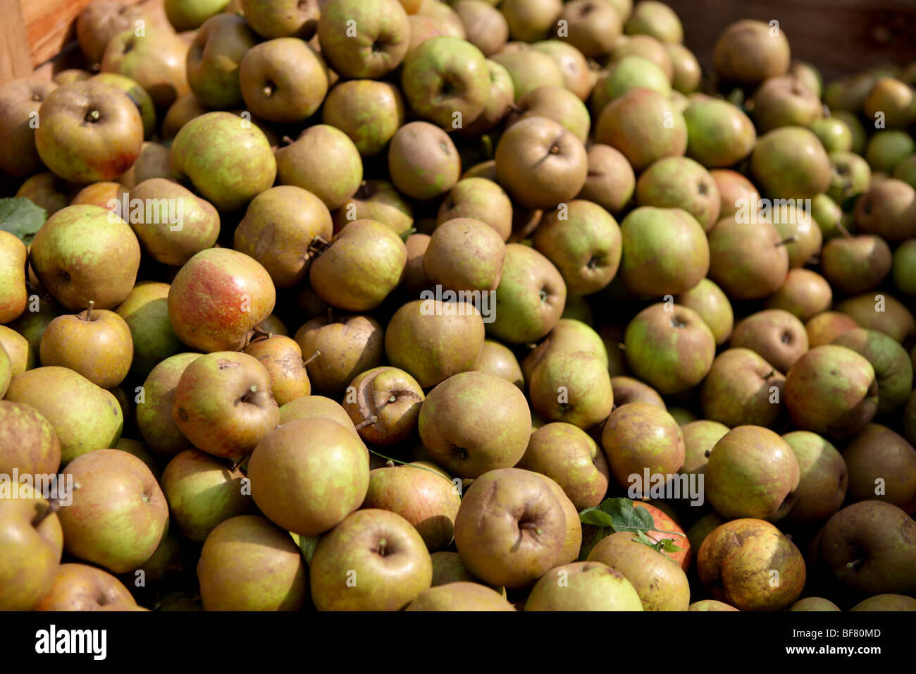 a lot of biological apples Stock Photo - Alamy