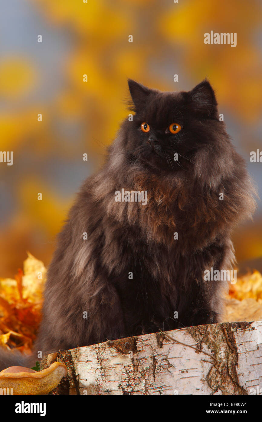 British Longhair Cat, tomcat, black / Highlander, Lowlander, Britanica ...
