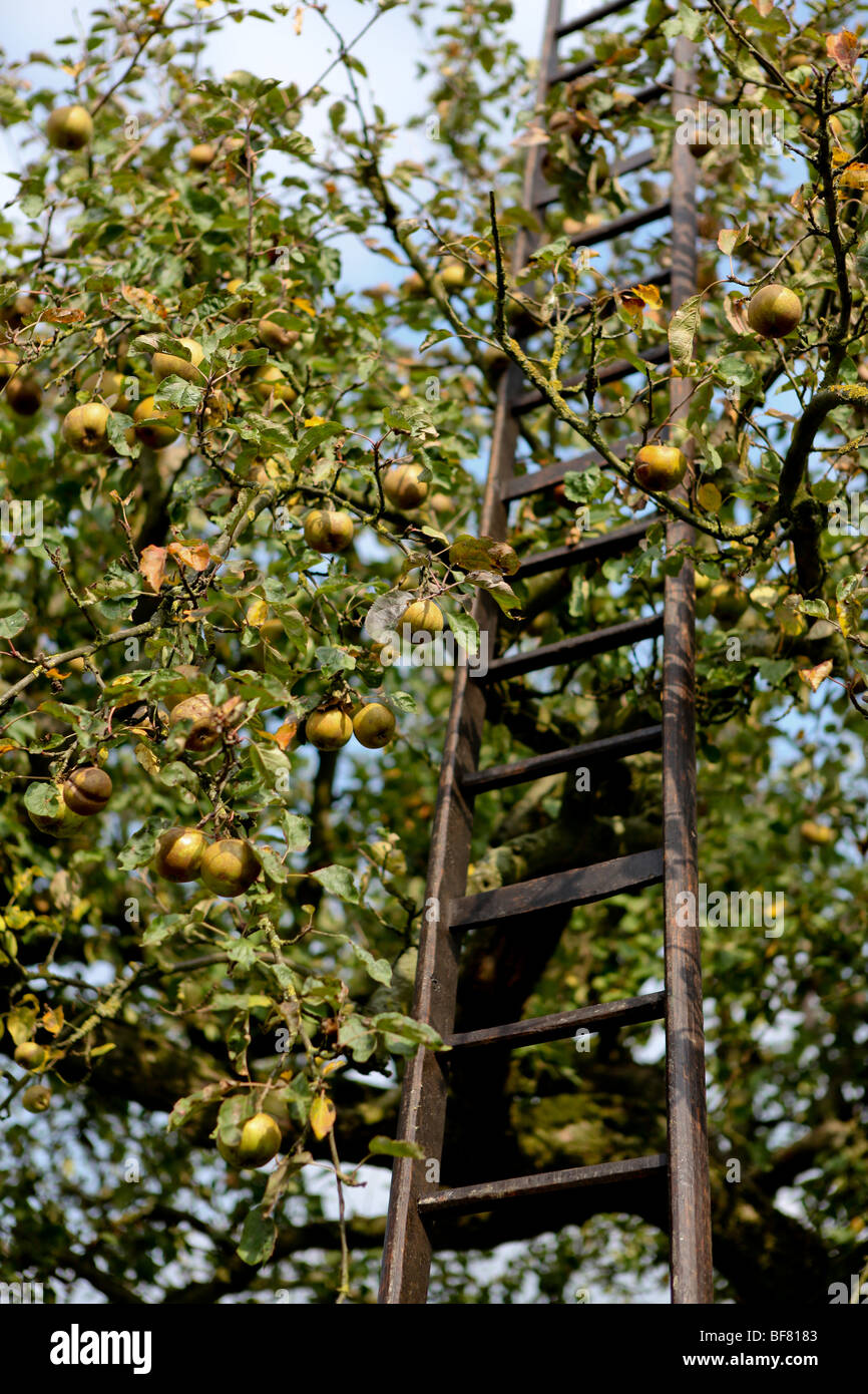 ladder in the appletree Stock Photo - Alamy