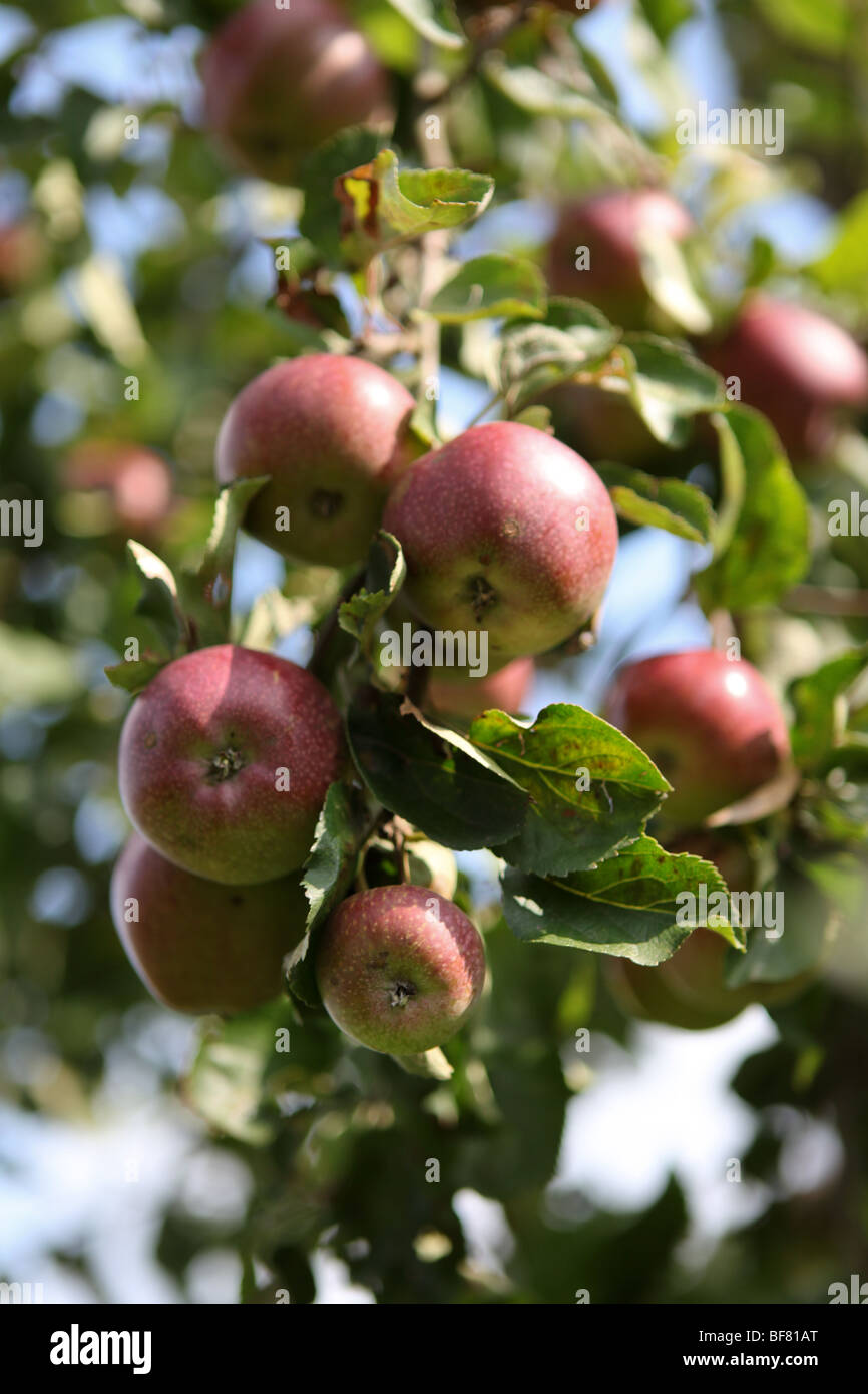 apples in the tree Stock Photo - Alamy