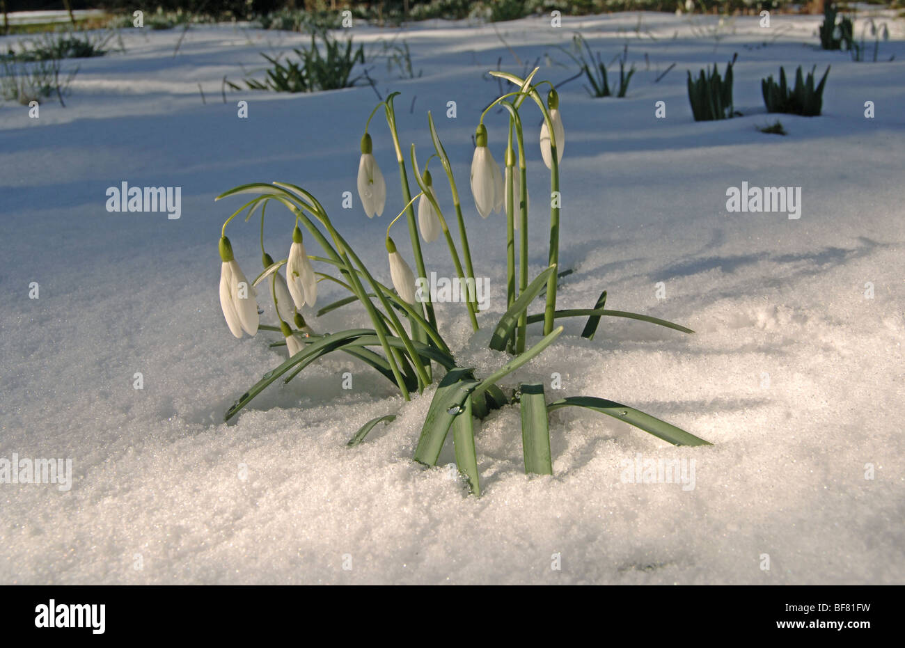 Snowdrops in snow Stock Photo - Alamy