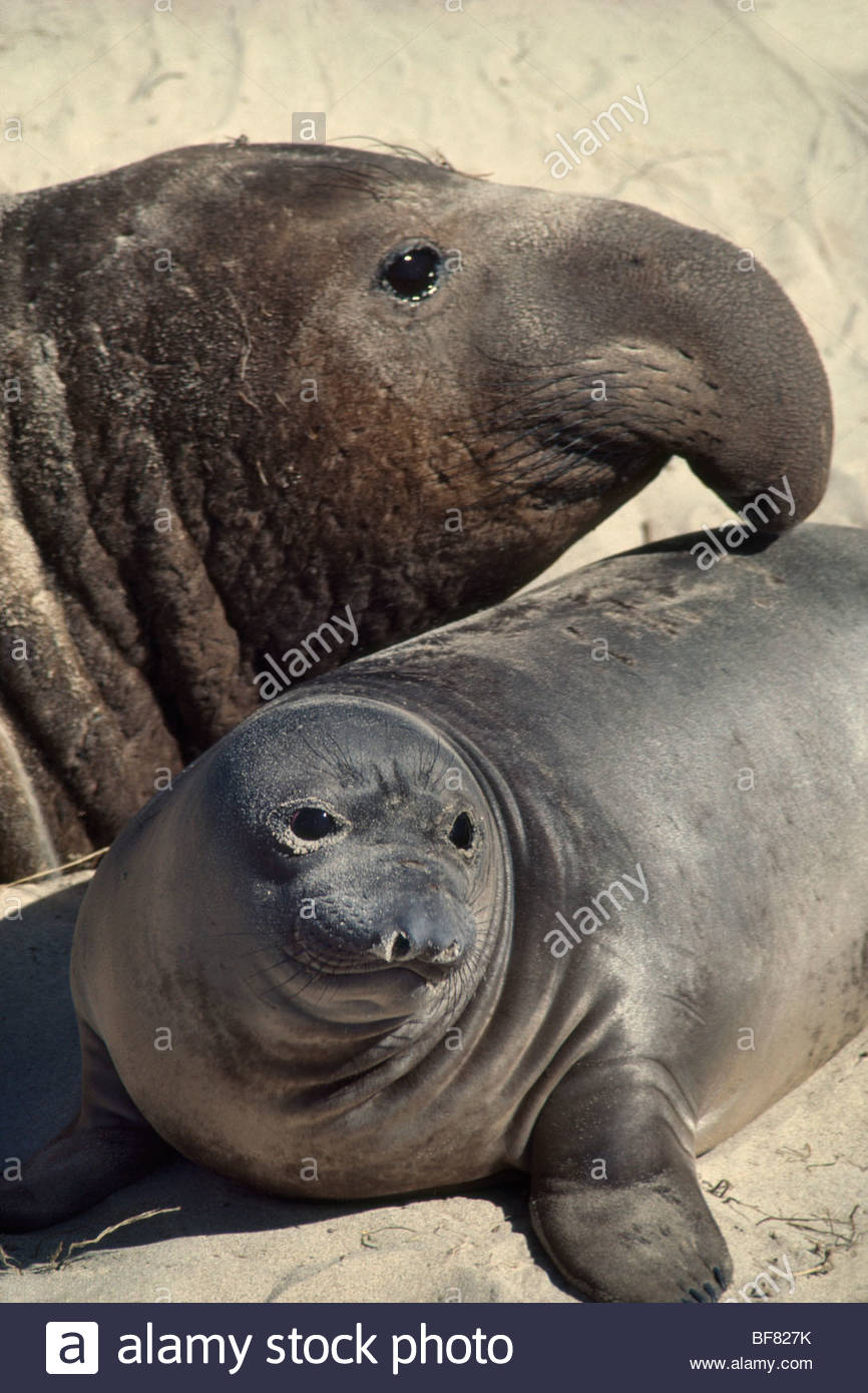 Northern Elephant Seal Male Female Stock Photos & Northern Elephant ...