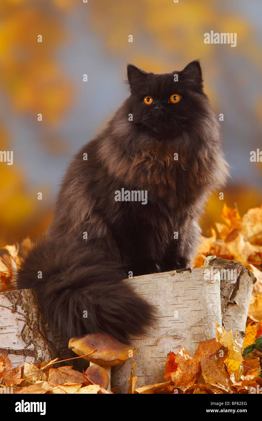 British Longhair Cat, tomcat, black / Highlander, Lowlander, Britanica ...