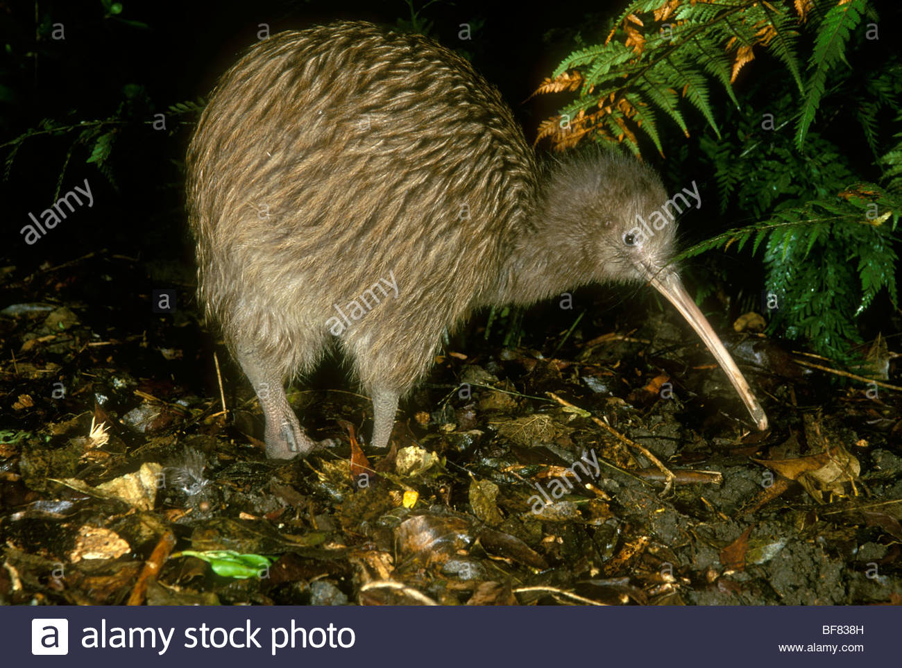 Kiwi Bird Stock Photos & Kiwi Bird Stock Images - Alamy