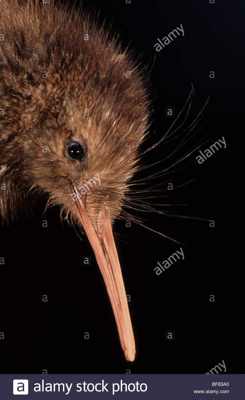 Kiwi Bird Stock Photos & Kiwi Bird Stock Images - Alamy