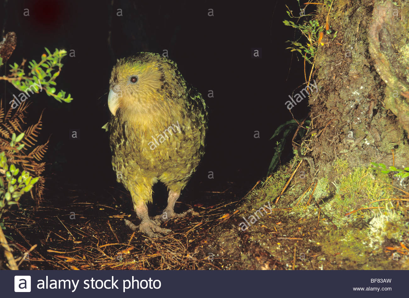 Kakapo Parrot Stock Photos & Kakapo Parrot Stock Images - Alamy