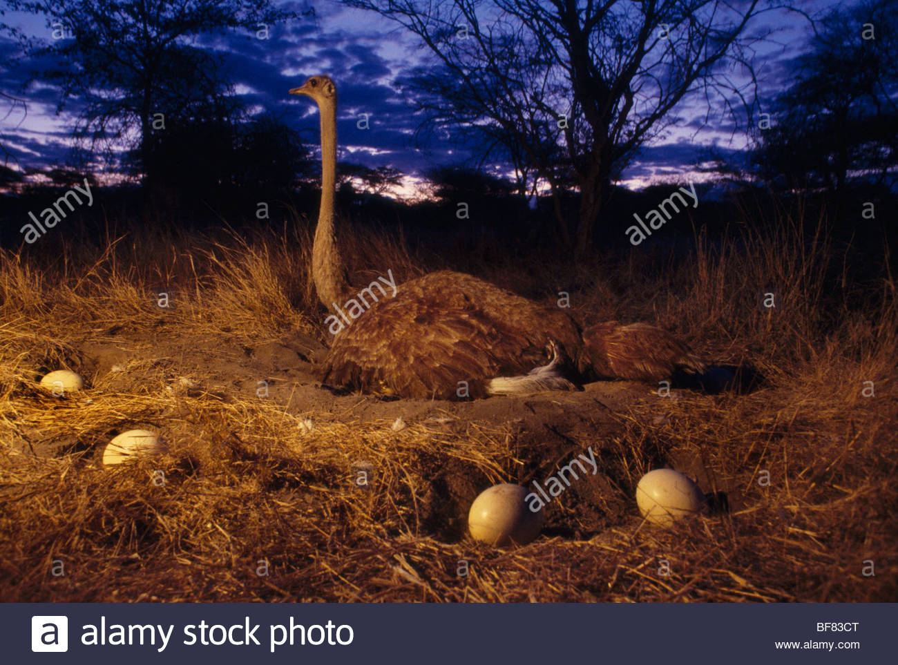 Ostrich Meat Stock Photos & Ostrich Meat Stock Images - Alamy